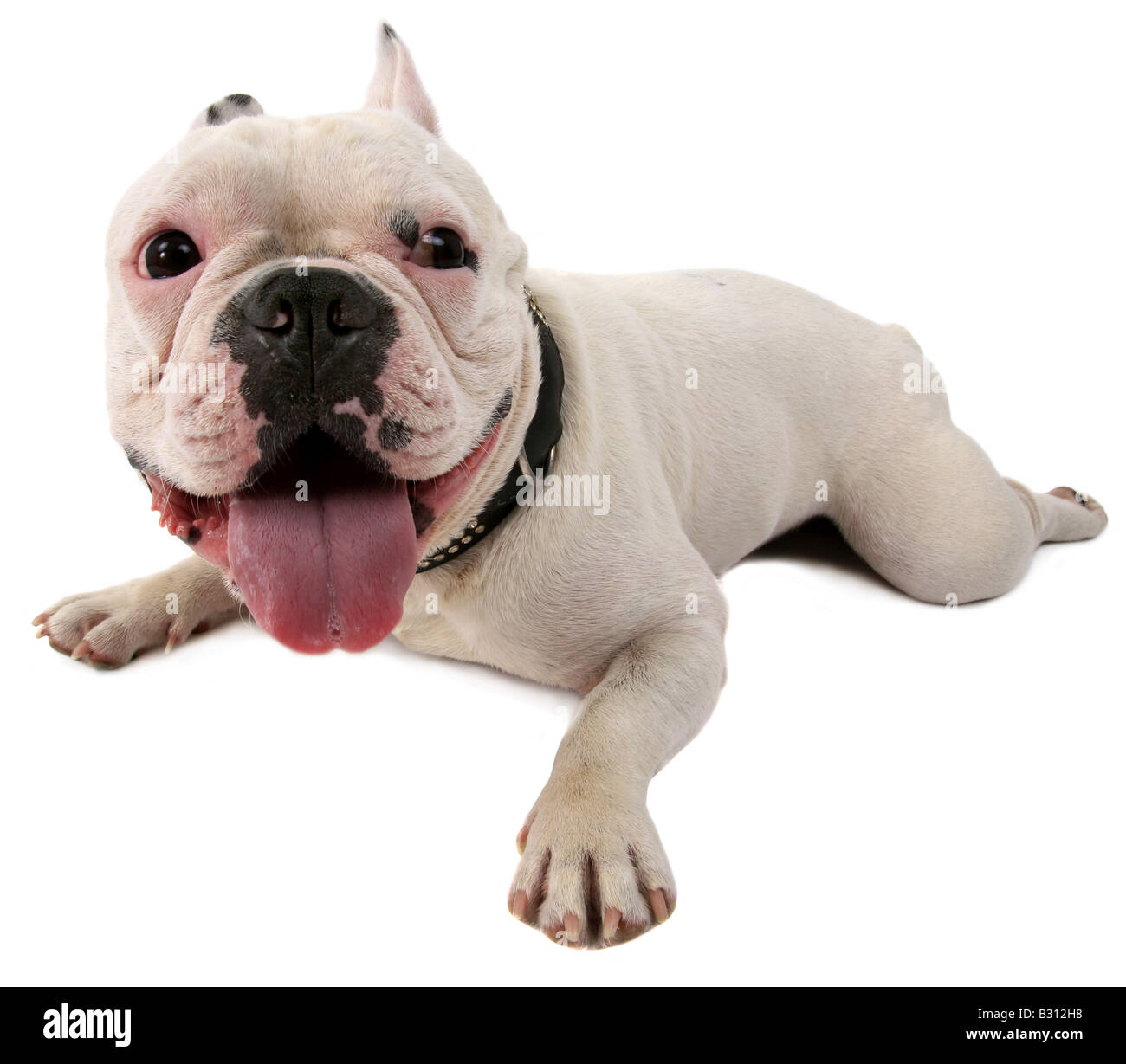 Bouledogue français, Canis lupus f. familiaris, French Bulldog Stock ...