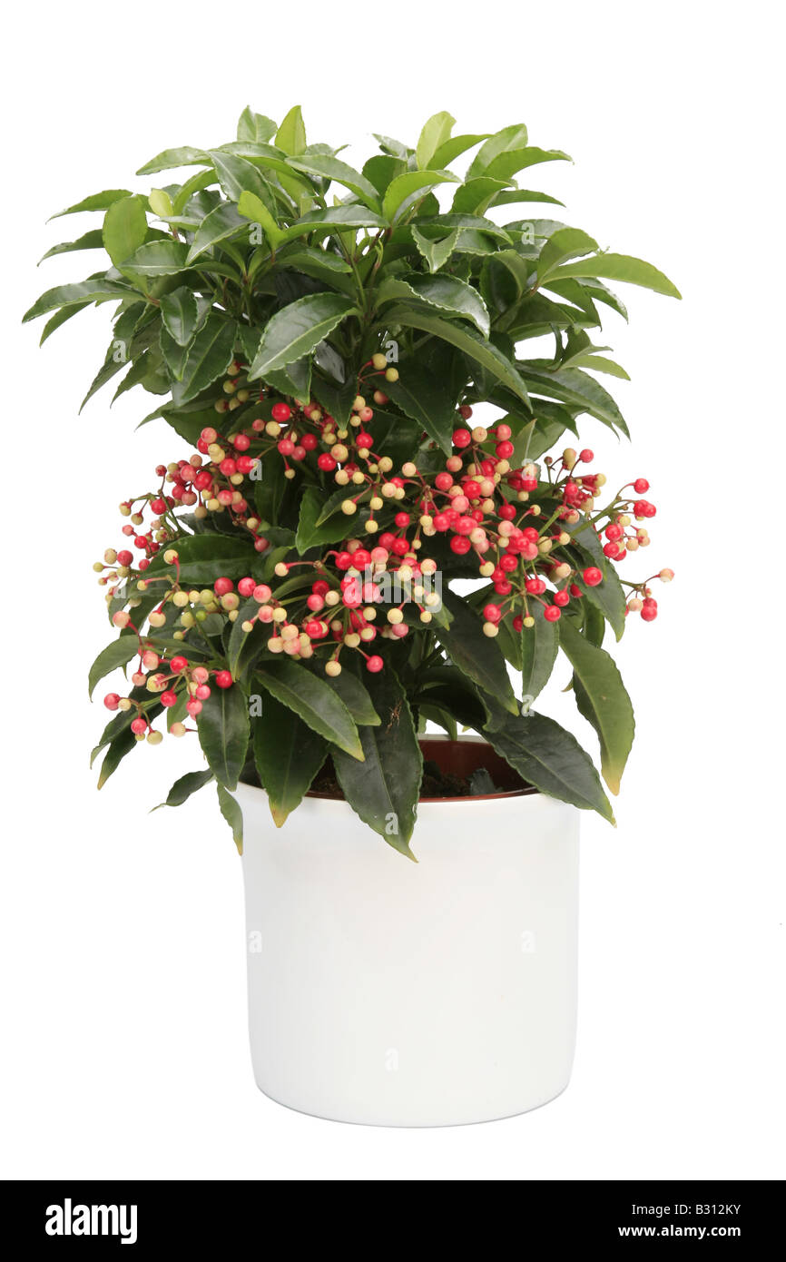 Broad leaved coral tree hi-res stock photography and images - Alamy