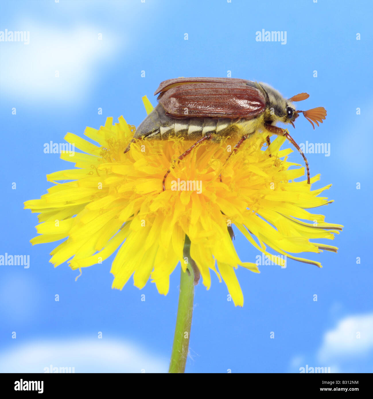 Melolontha melolontha, common cockchafer, maybug Stock Photo - Alamy