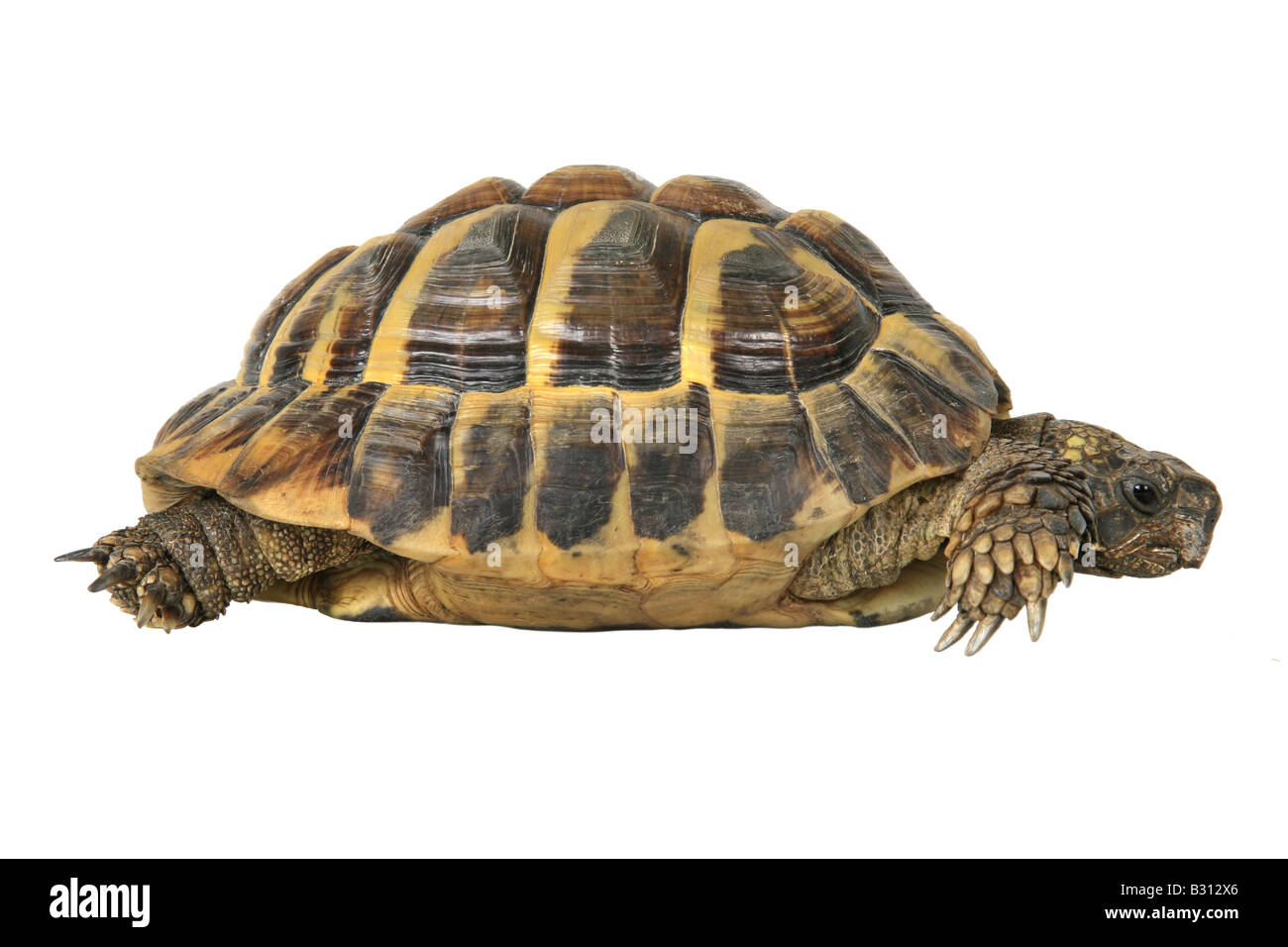 Hermann's tortoise side view Cut Out Stock Images & Pictures - Alamy
