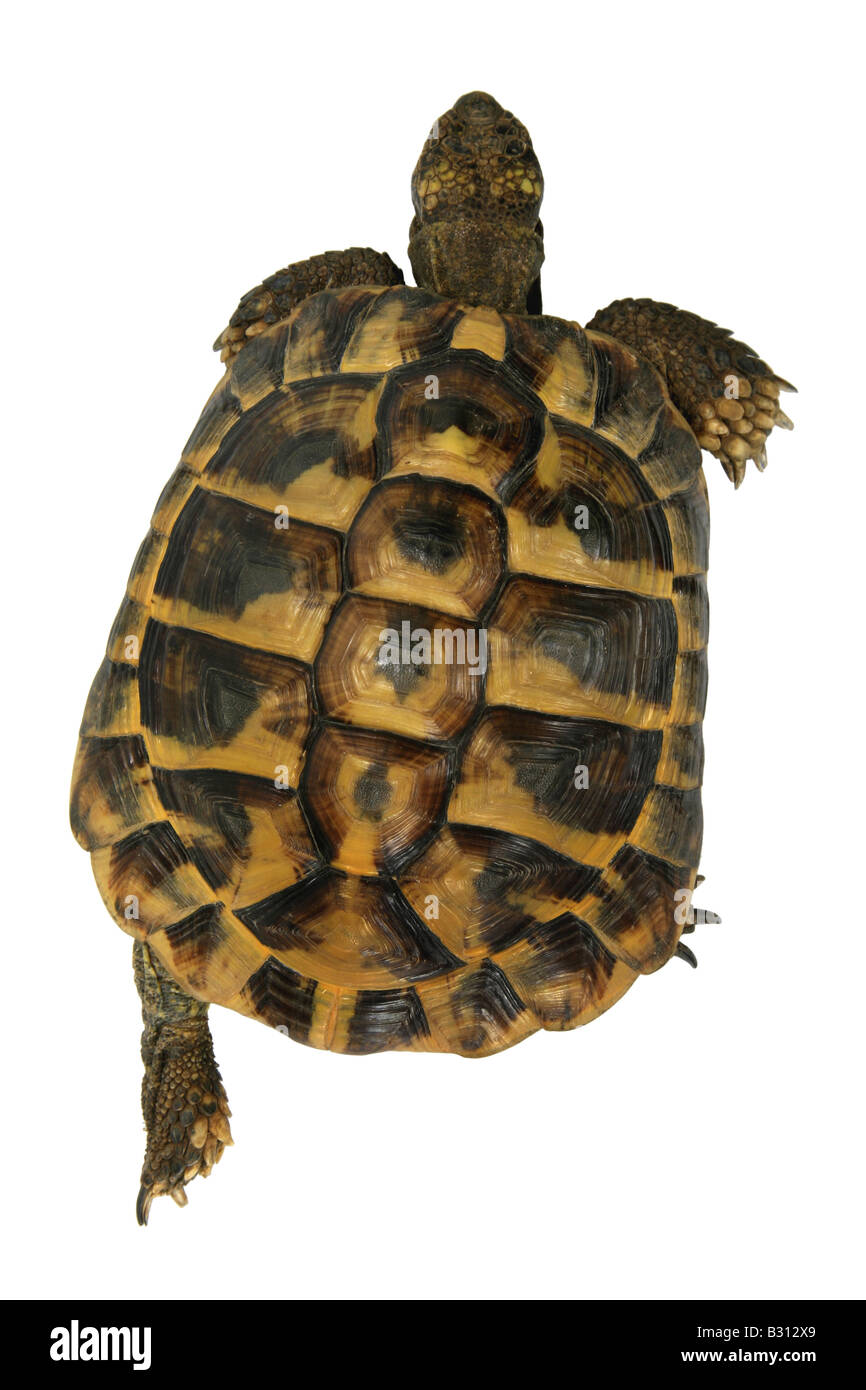 Testudo hermanni boettgeri, Hermanns tortoise, Greek tortoise ...
