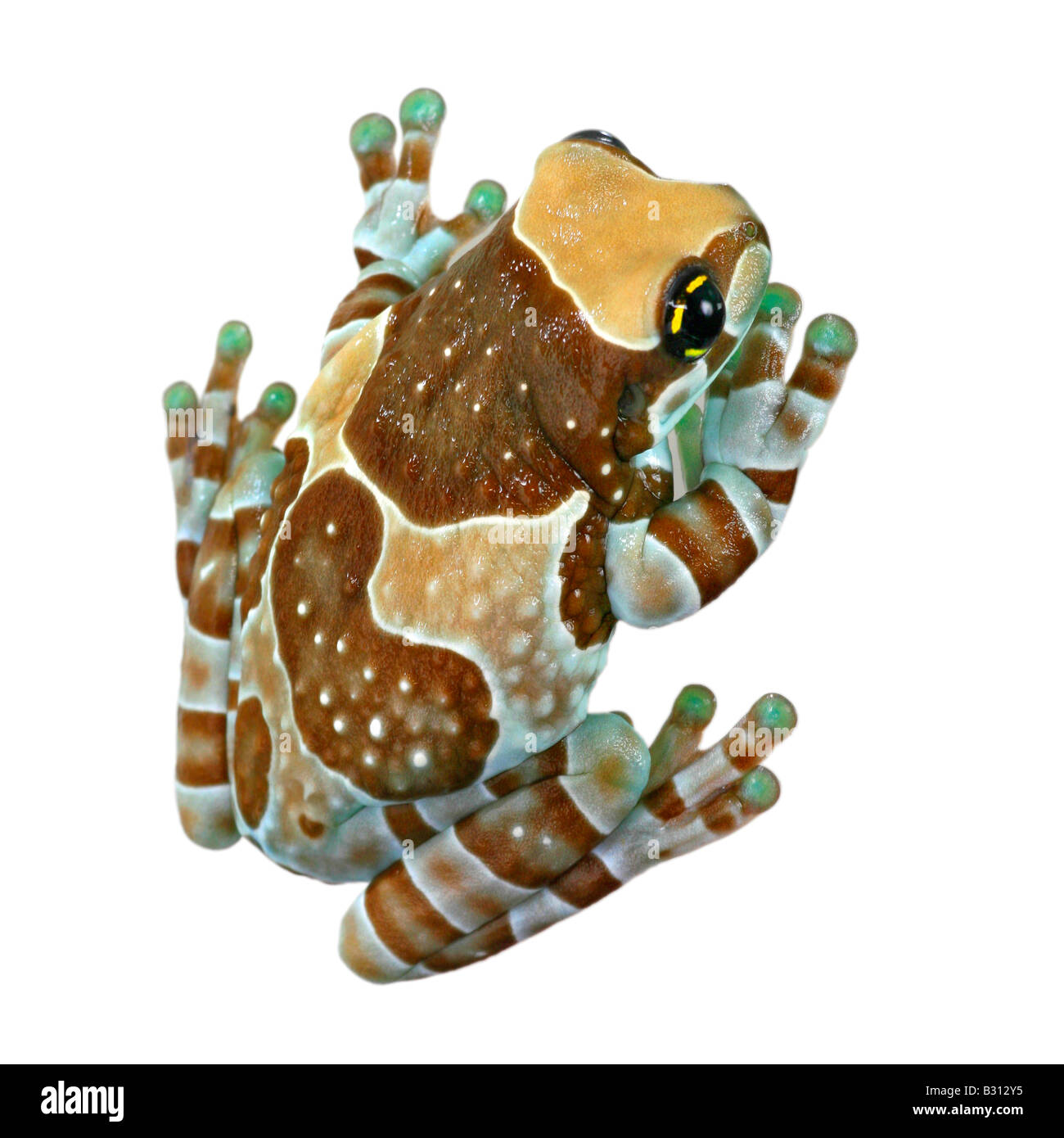 Frog terrarium Cut Out Stock Images & Pictures - Alamy