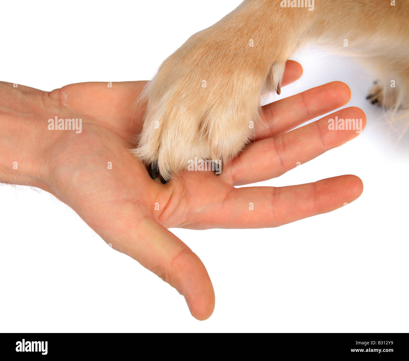Parts retriever hi-res stock photography and images - Alamy