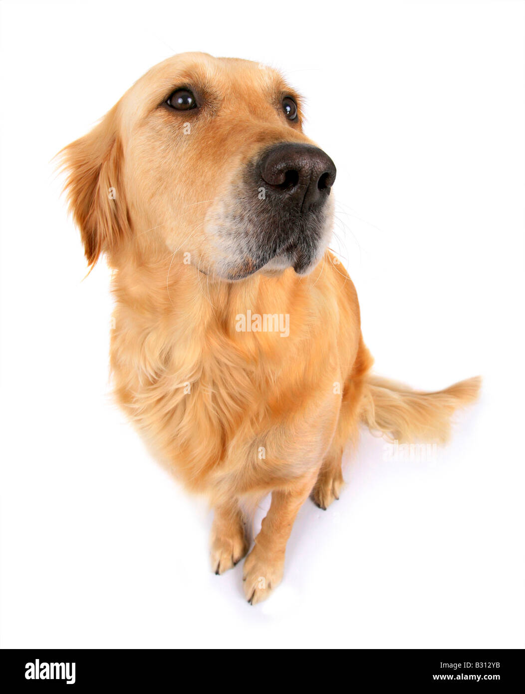 Golden Retriever Kopf 2,569 Golden Retriever Head Stock Photos,