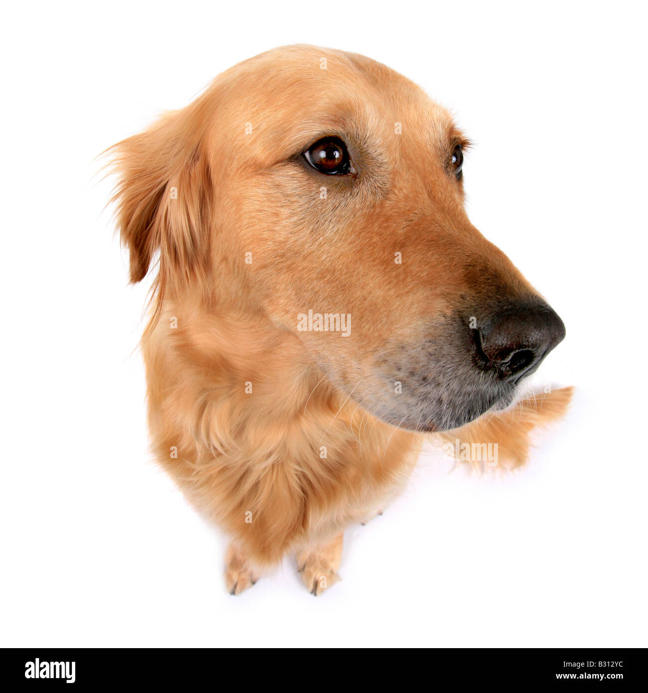 Golden retrievers Cut Out Stock Images & Pictures - Alamy