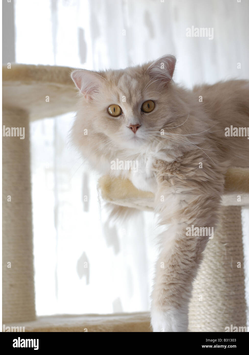 Cat f hi-res stock photography and images - Alamy