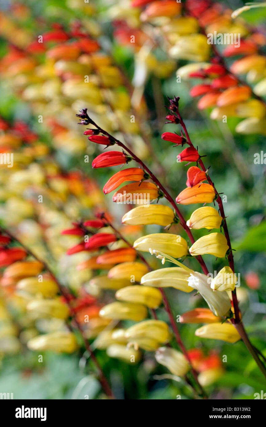 Mina lobata hi-res stock photography and images - Alamy