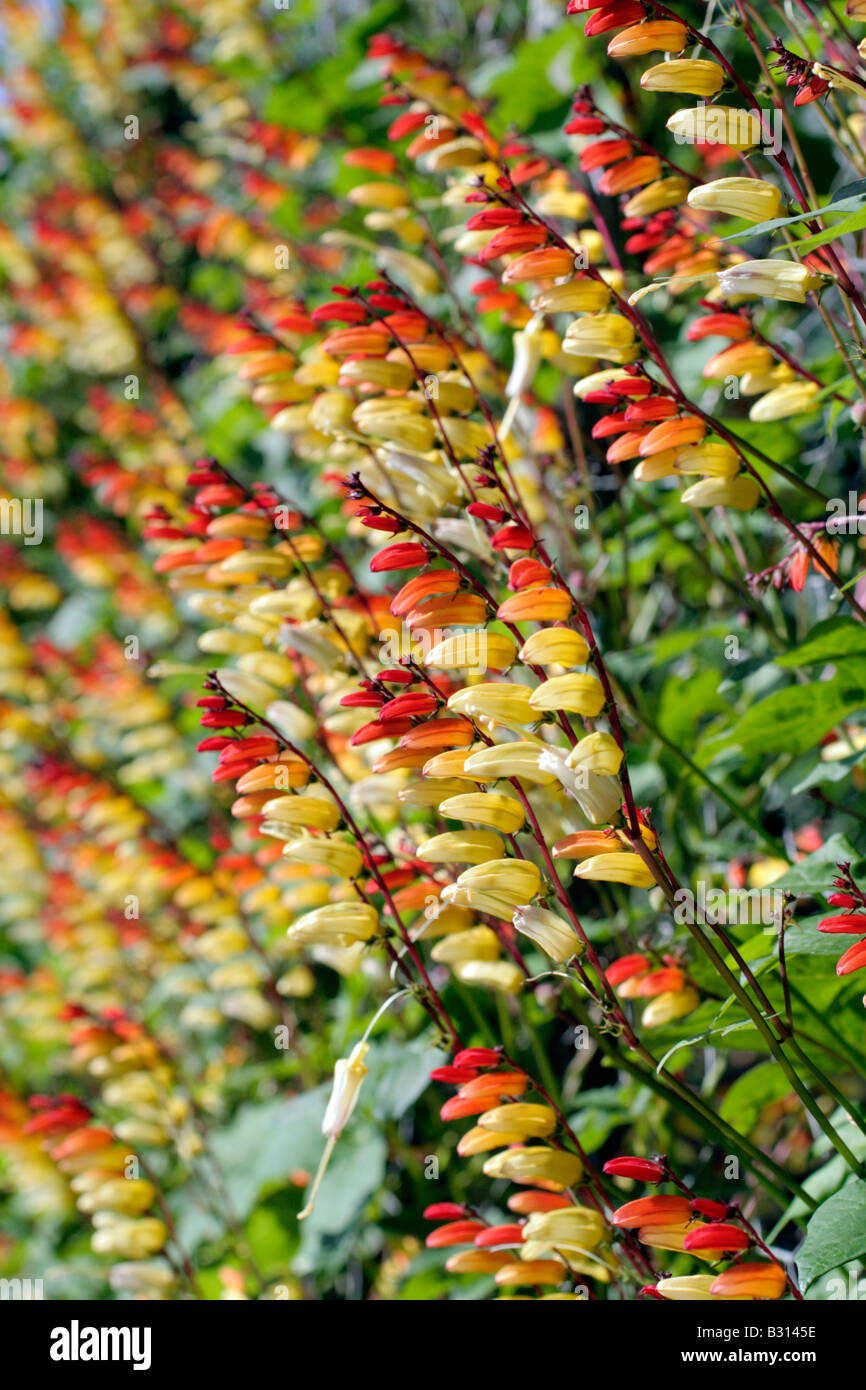 Mina lobata hi-res stock photography and images - Alamy