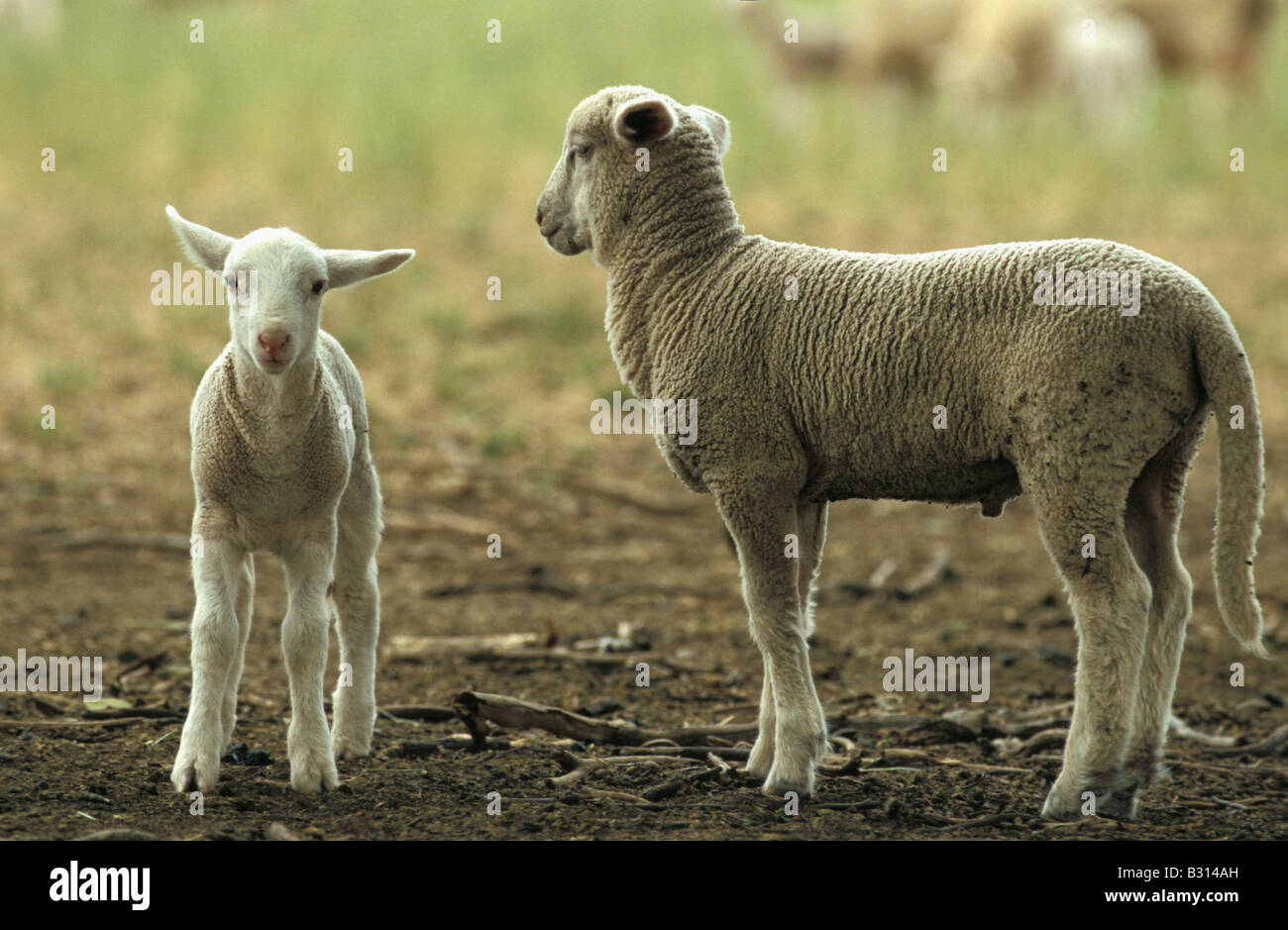 Australian lambs hi-res stock photography and images - Alamy