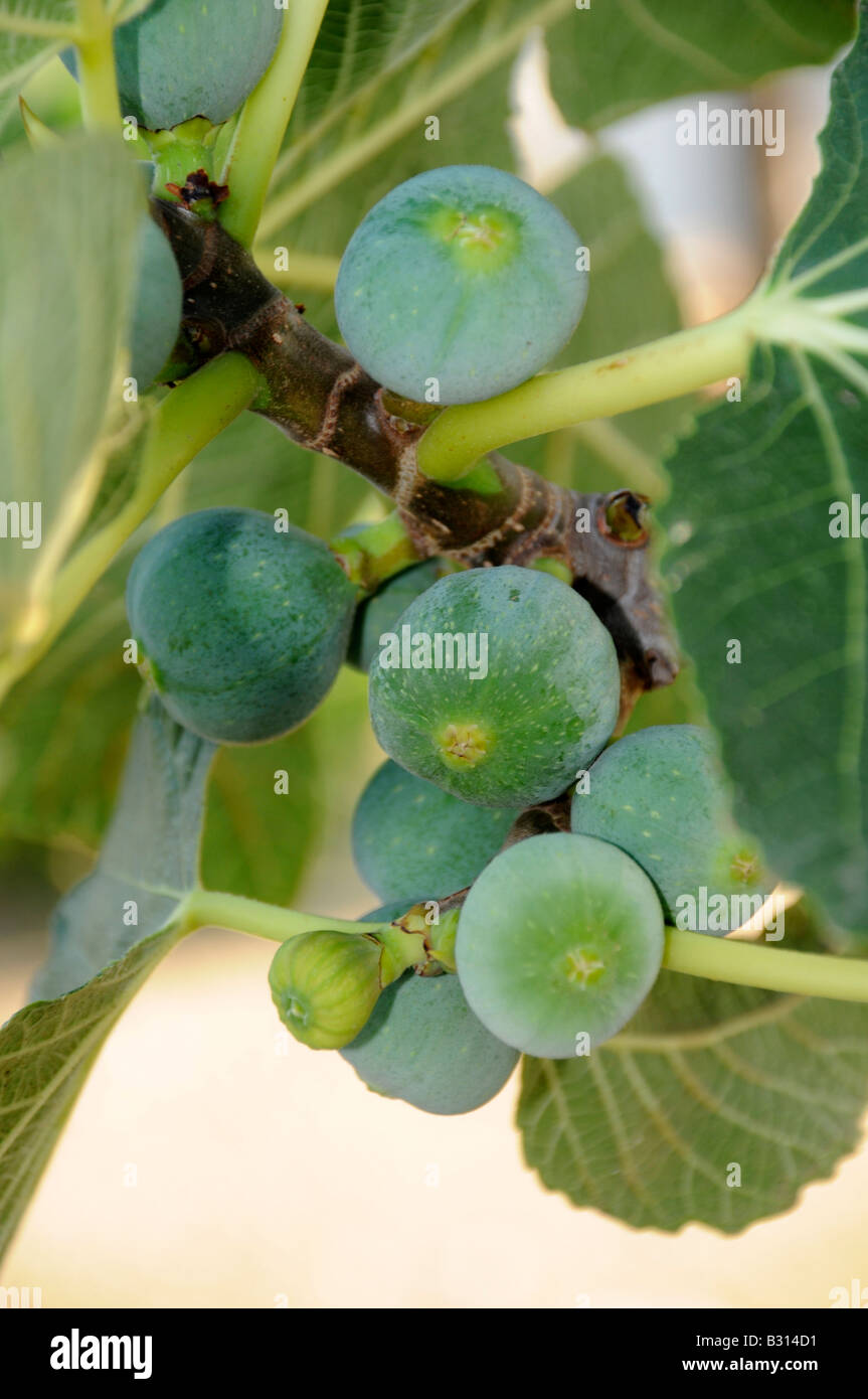 Fig growing branch hi-res stock photography and images - Alamy