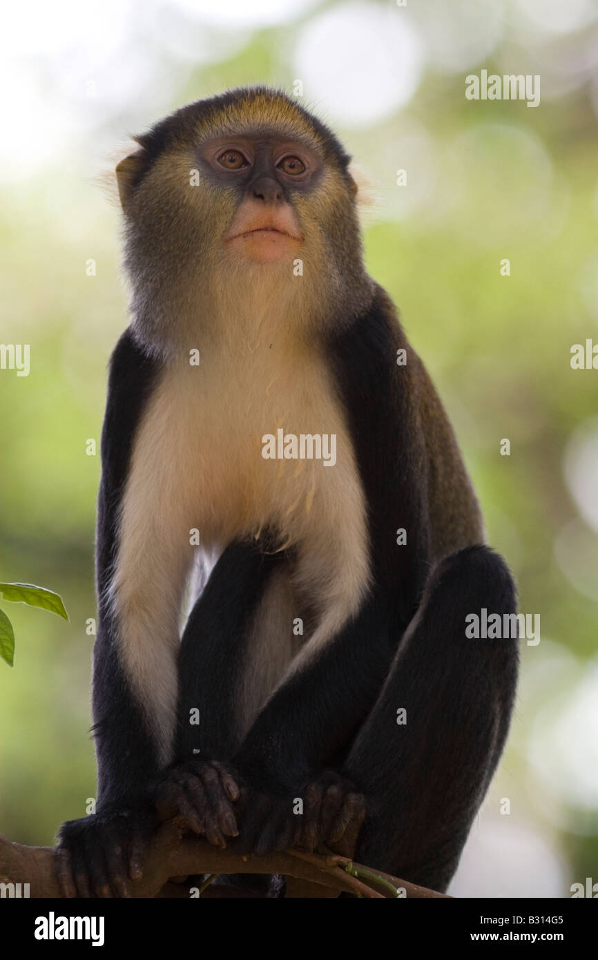 Mona monkey cercopithecus mona hi-res stock photography and images - Alamy
