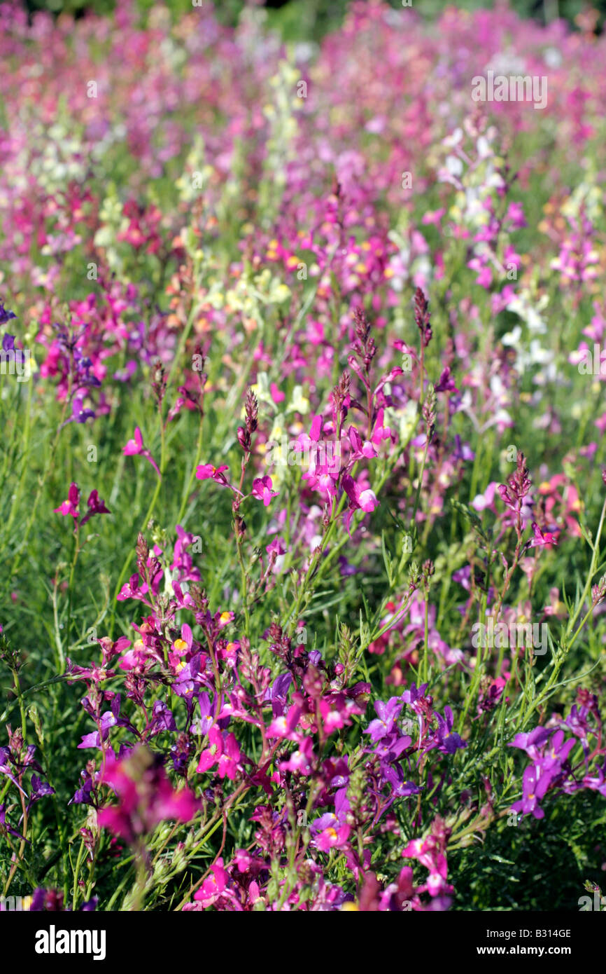 Pink Linaria High Resolution Stock Photography and Images - Alamy