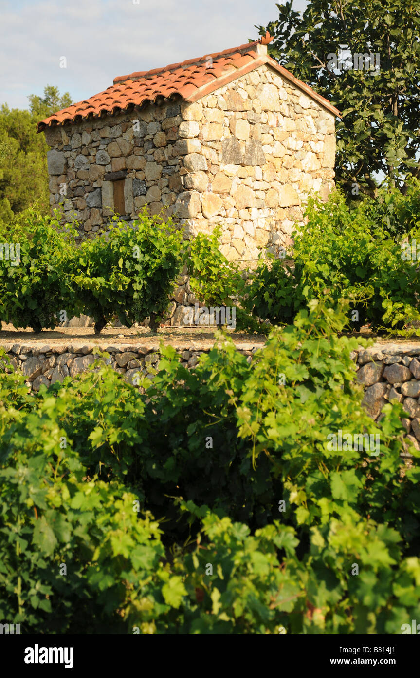 Vines french hi-res stock photography and images - Alamy