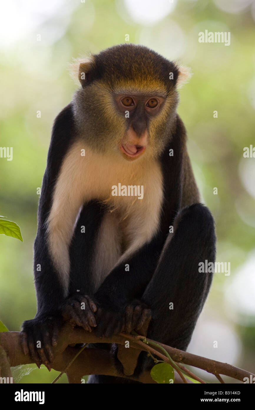 Mona monkey in Boabeng Fiema Monkey Sanctuary Ghana Stock Photo - Alamy