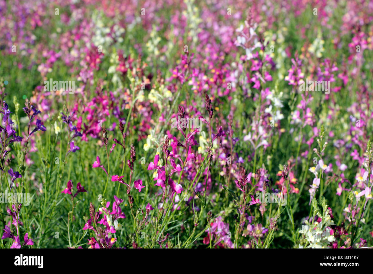 Purple linaria hi-res stock photography and images - Alamy