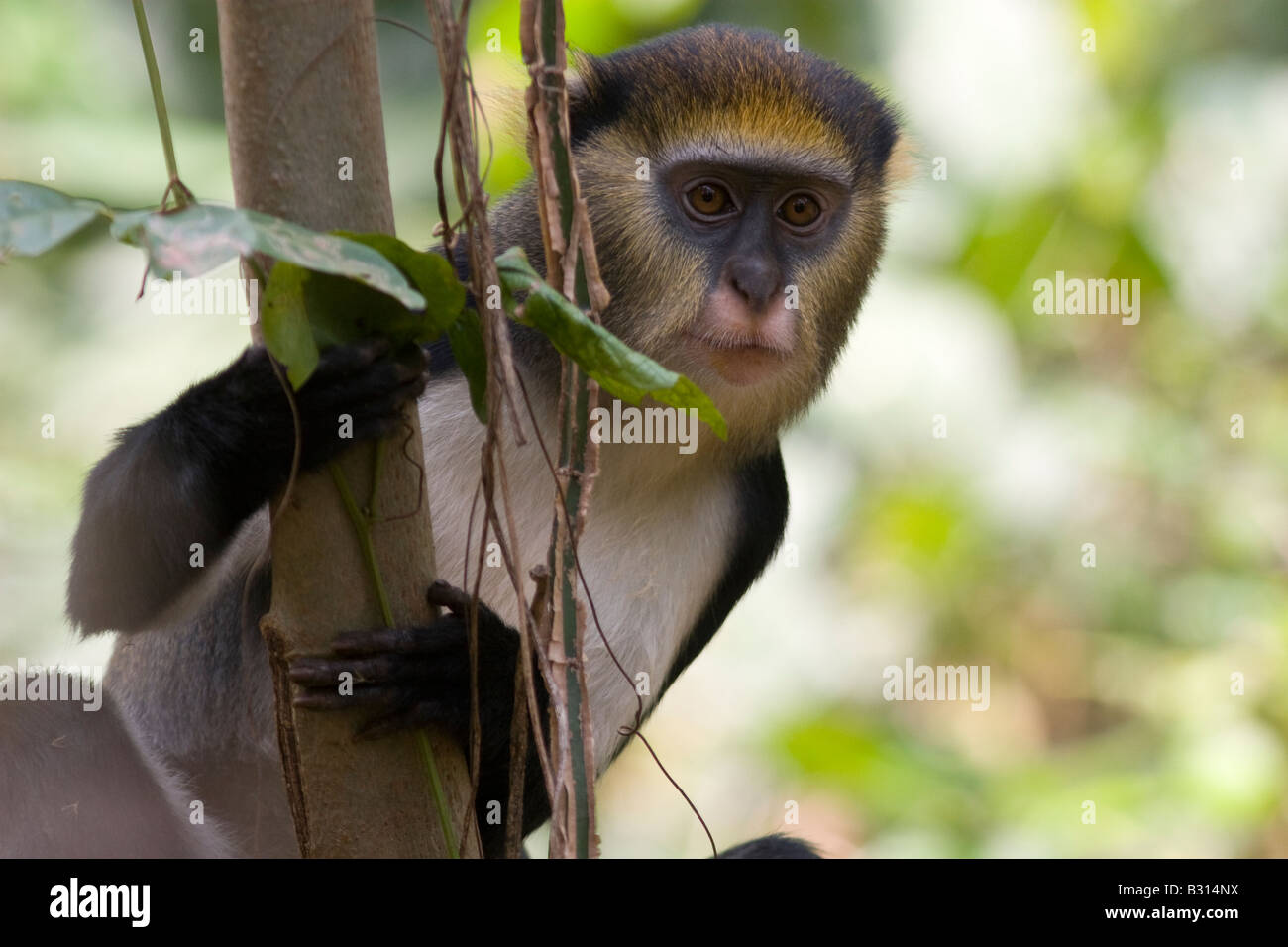 Mona monkey in Boabeng Fiema Monkey Sanctuary Ghana Stock Photo - Alamy