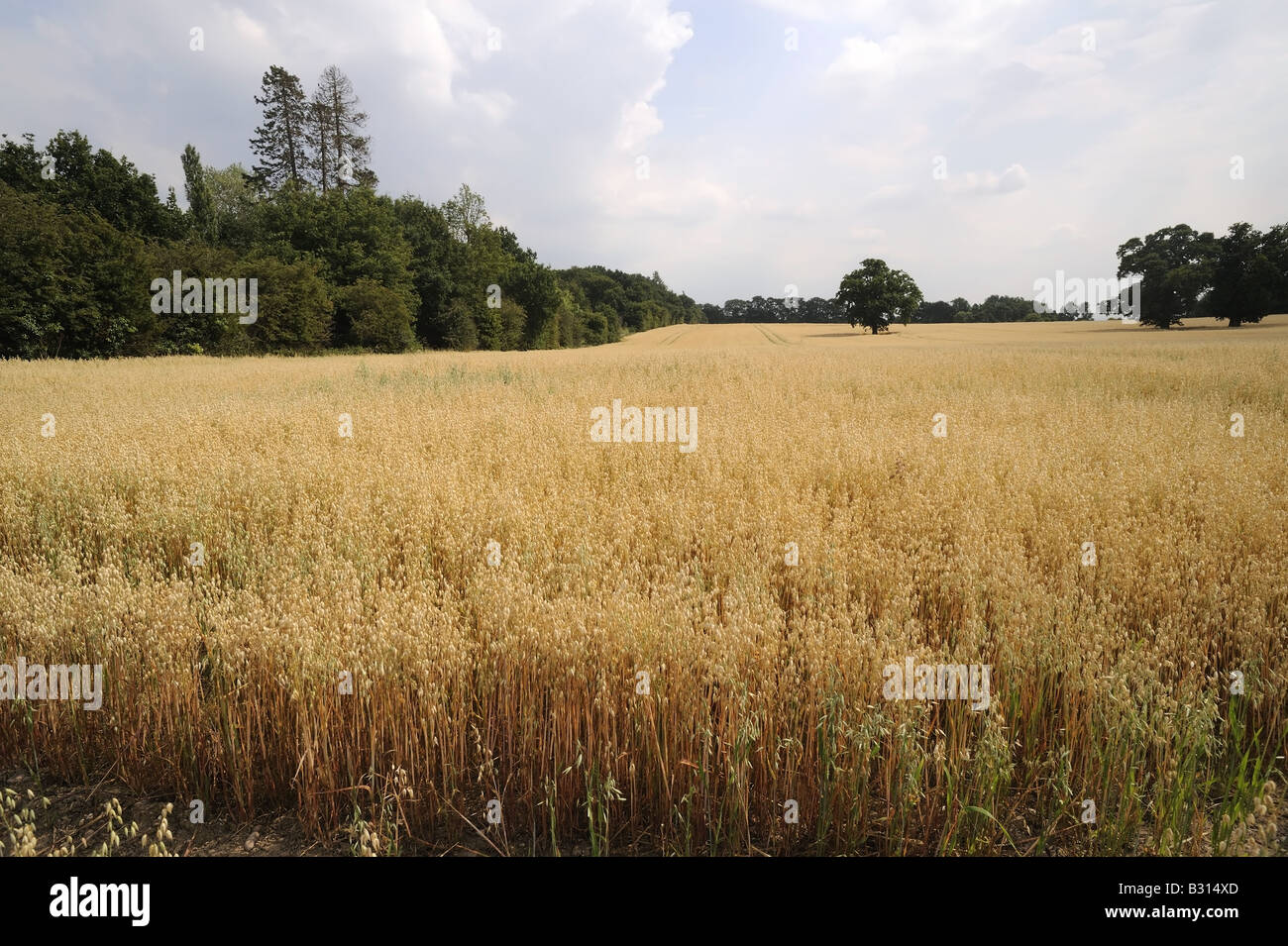 farmland cornfield before harvesting of arable crops Stock Photo - Alamy