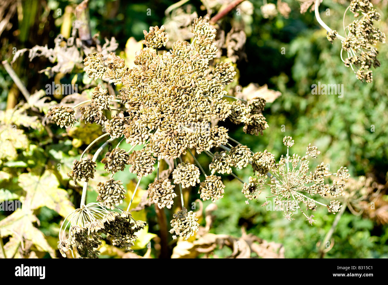 A Giant hogweed plant head, full of seeds ready to drop them Stock ...