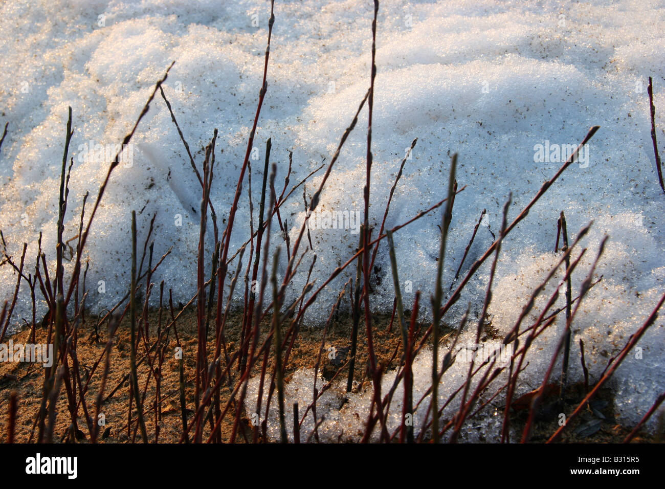Melting and receding snow in Spring Stock Photo - Alamy