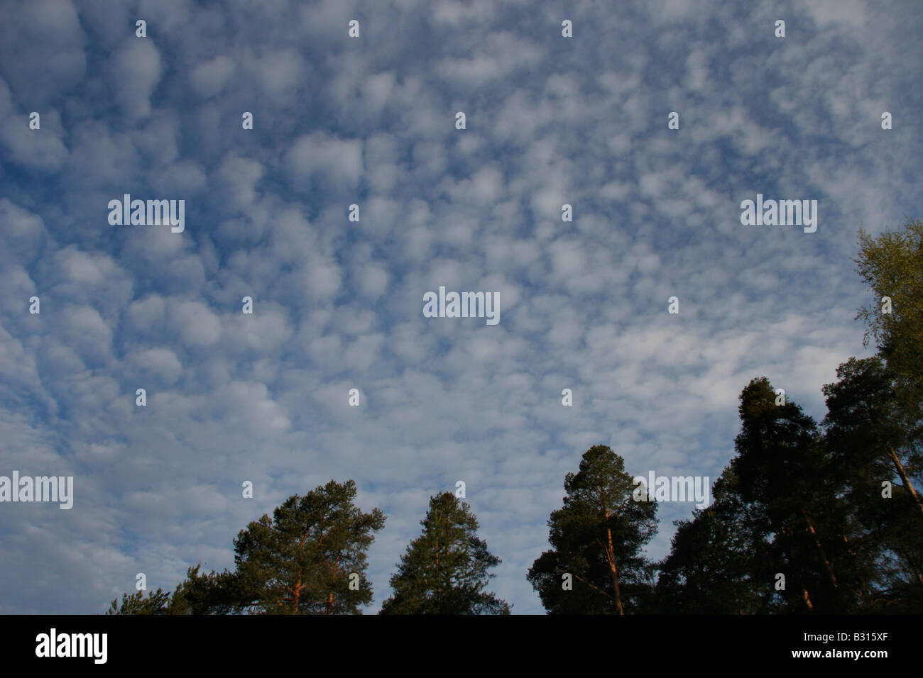 Distributed evenly hi-res stock photography and images - Alamy