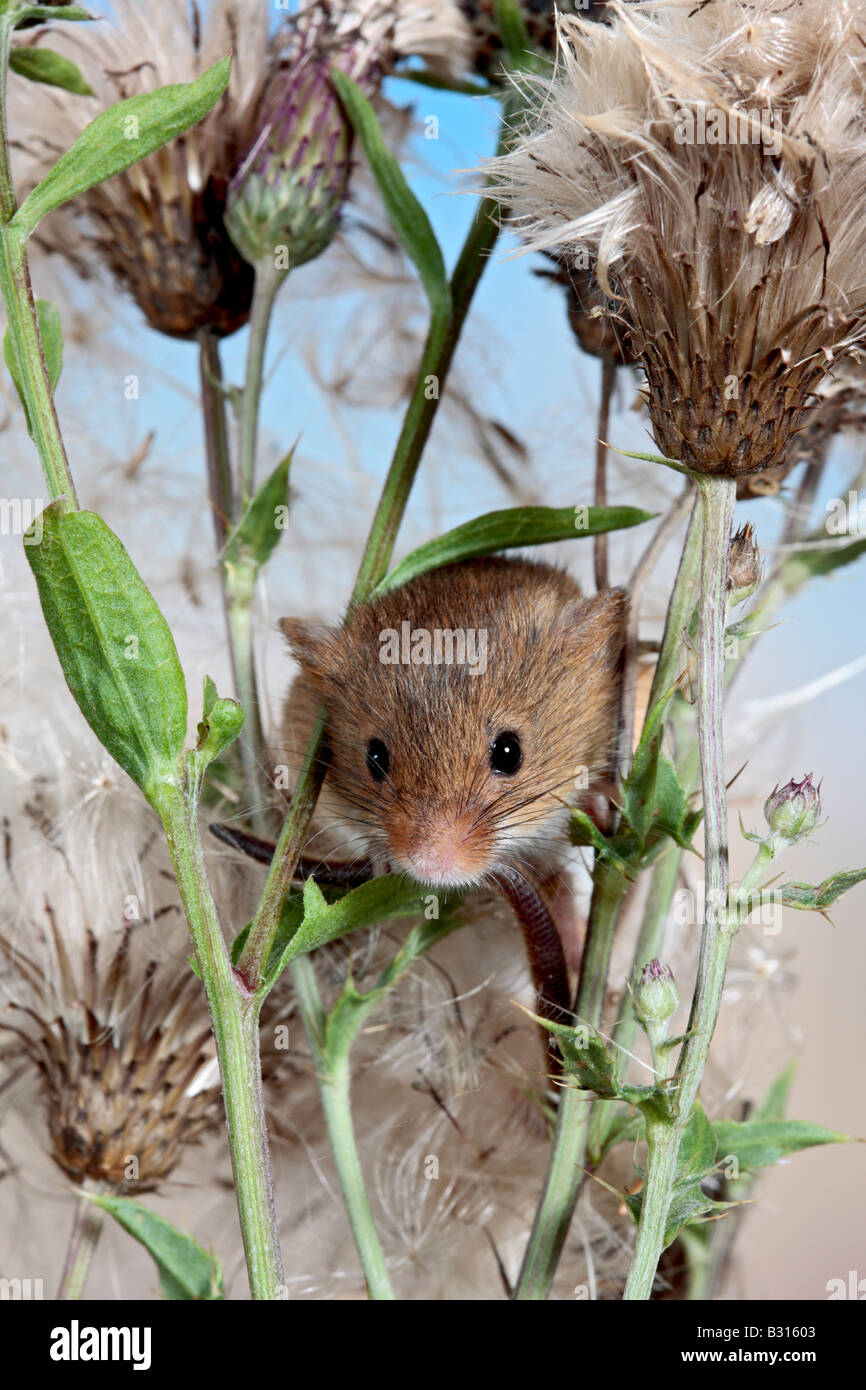 Harvest mouse Micromys minutus on Thistle Potton Bedfordshire Stock ...