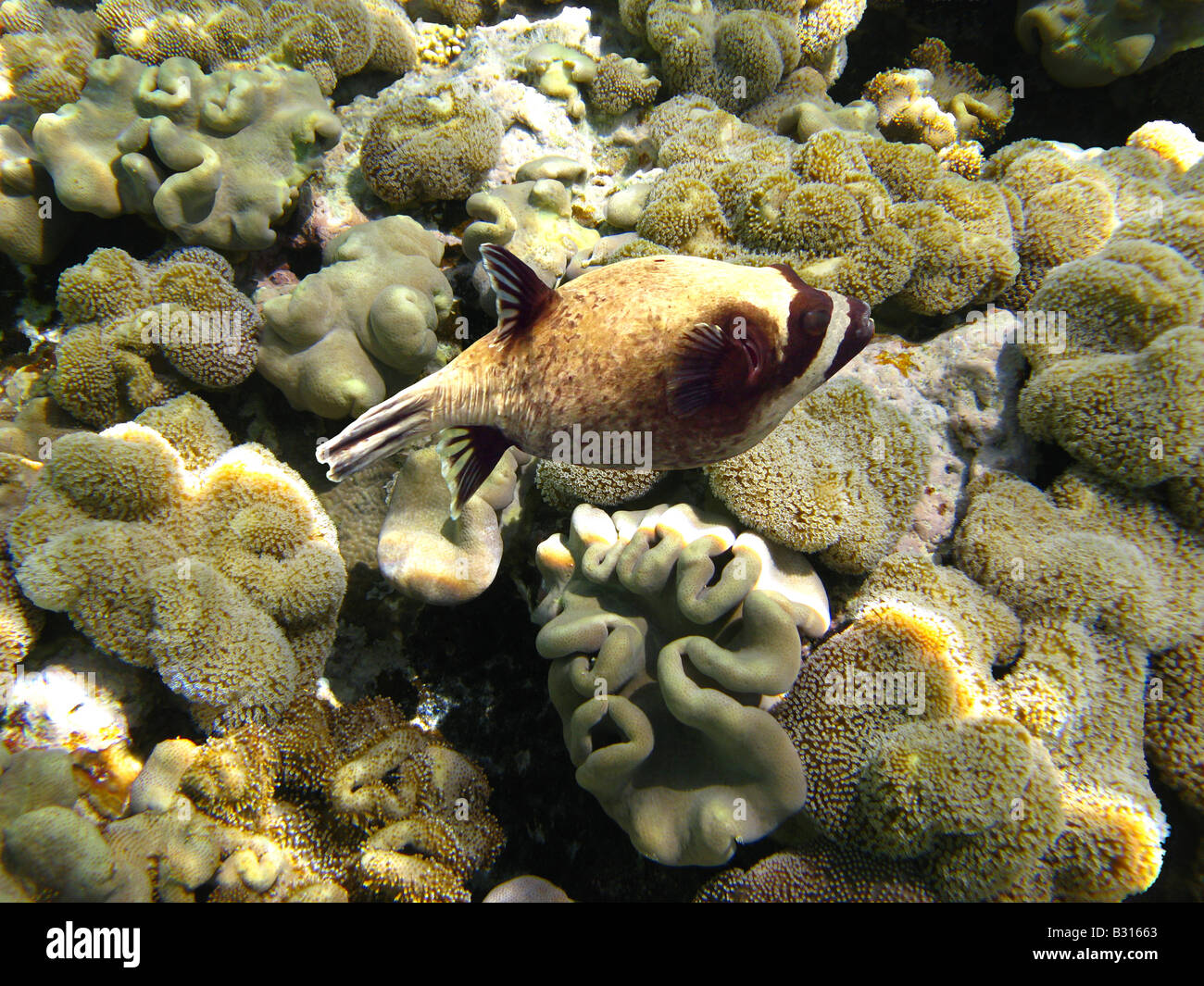 Masked puffer fish hi-res stock photography and images - Alamy
