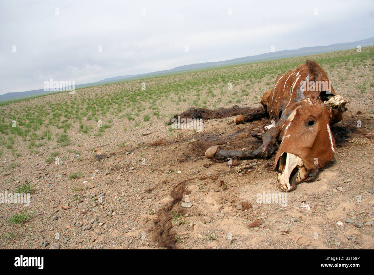 A horse carcass decomposing hi-res stock photography and images - Alamy