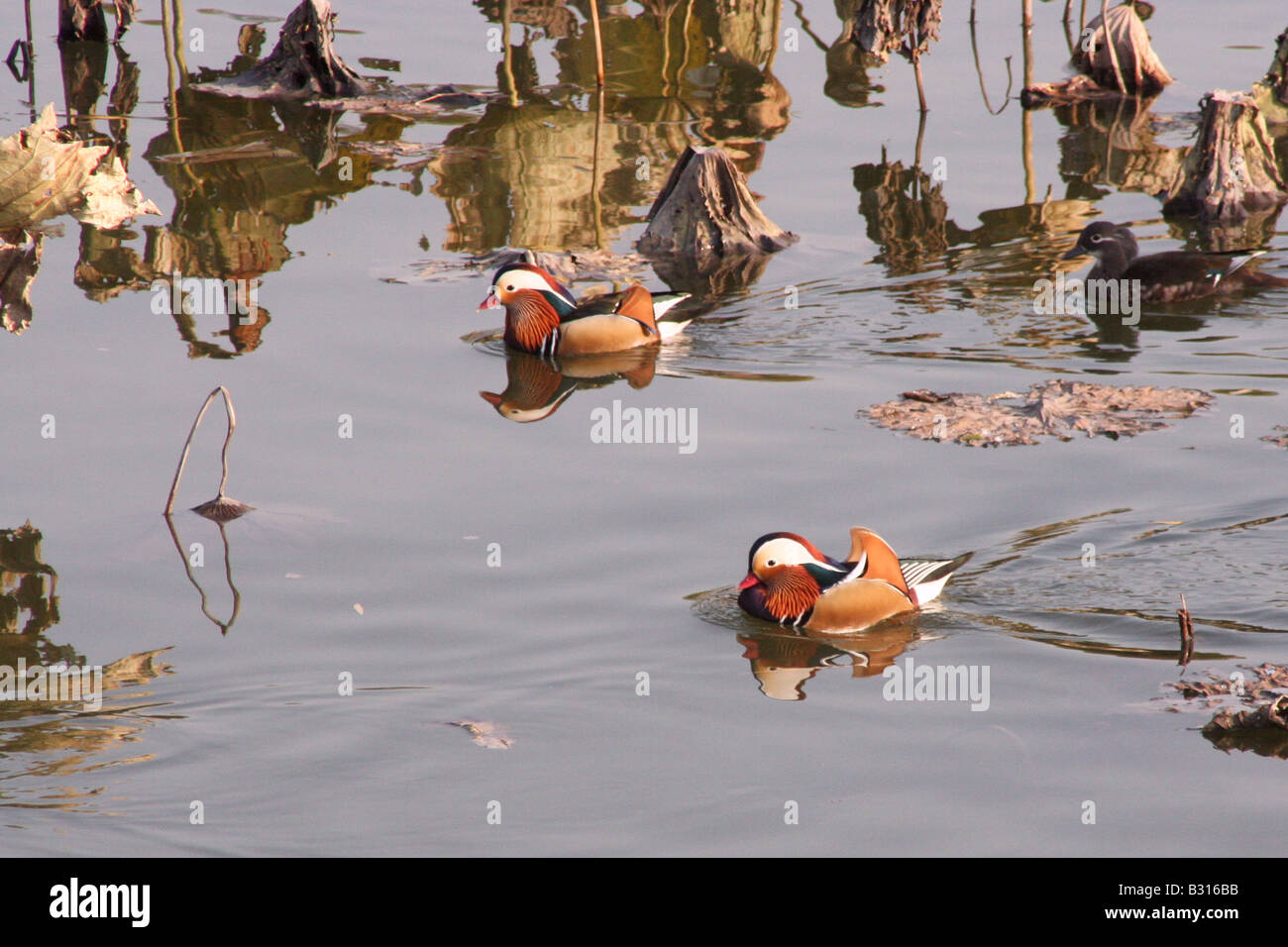 Two male Mandarin duck floating on the water in one of the Beijing ...