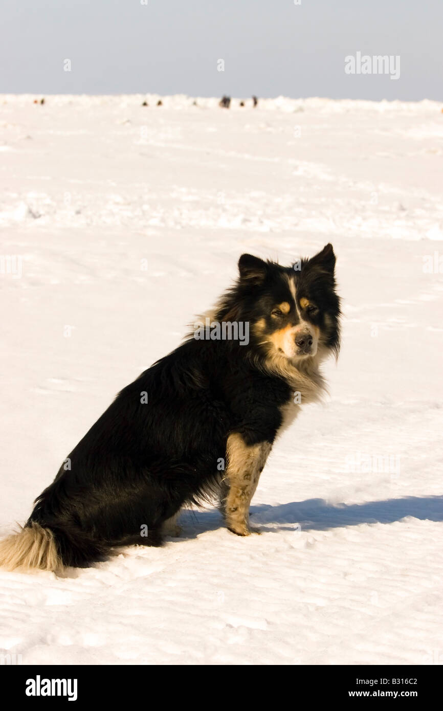 Soviet dog breed hi-res stock photography and images - Alamy