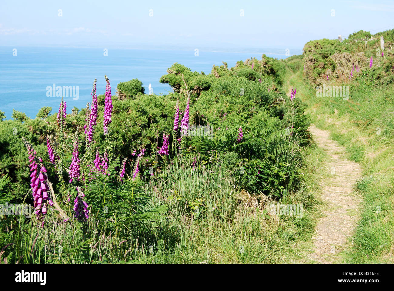 Wild flowers on the coastal path north of New Quay Stock Photo - Alamy