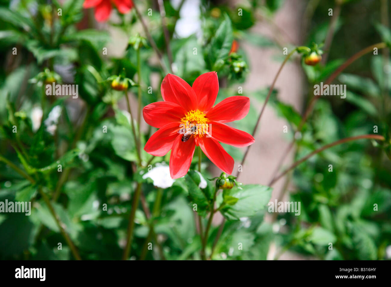 Red dalia flower Stock Photo - Alamy