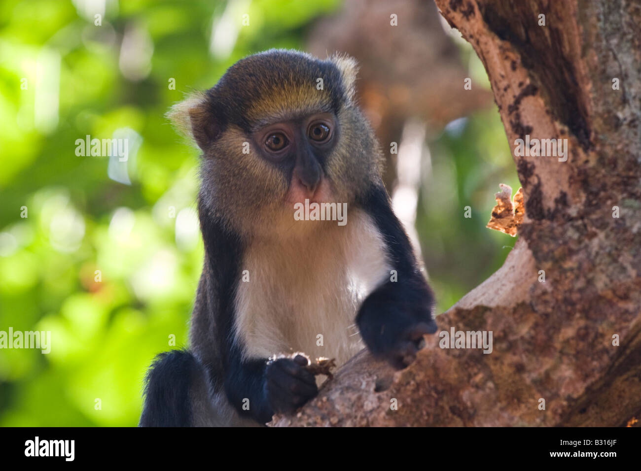 Mona monkey in Boabeng Fiema Monkey Sanctuary Ghana Stock Photo - Alamy