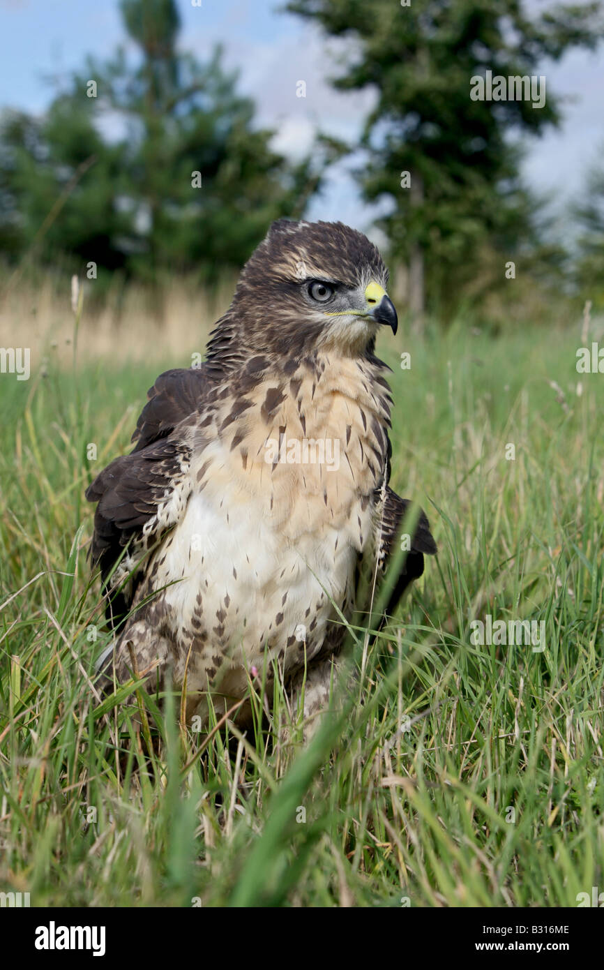 Buzzard in the grass hi-res stock photography and images - Alamy