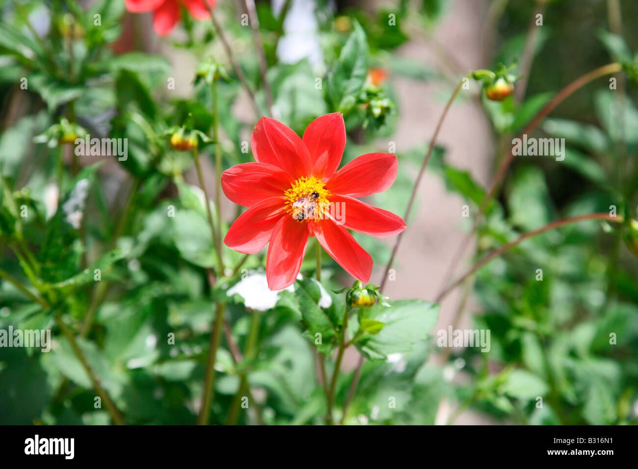 Asteraceae dalia hi-res stock photography and images - Alamy