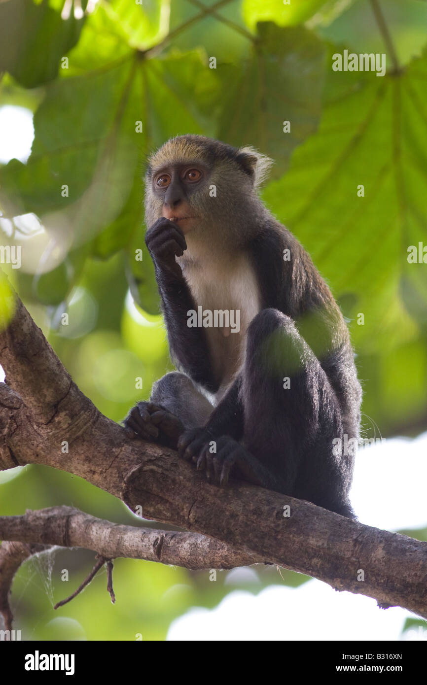 Boabeng fiema monkey hi-res stock photography and images - Alamy