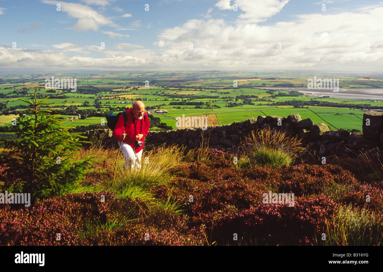 Hill walker walking through heather to the top of Criffel with ...