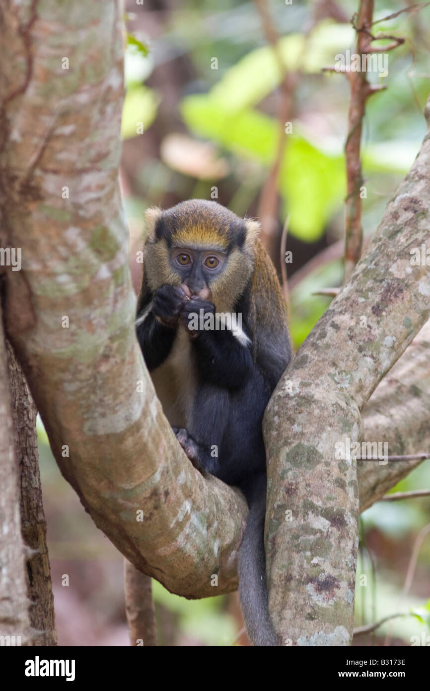 Boabeng fiema hi-res stock photography and images - Alamy