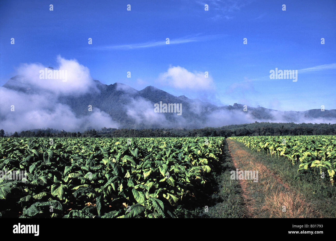 Tobacco fields hi-res stock photography and images - Alamy