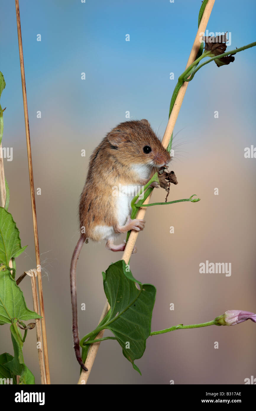 Harvest mouse grass hi-res stock photography and images - Alamy