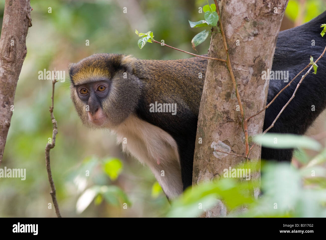 Mona monkey in Boabeng Fiema Monkey Sanctuary Ghana Stock Photo - Alamy
