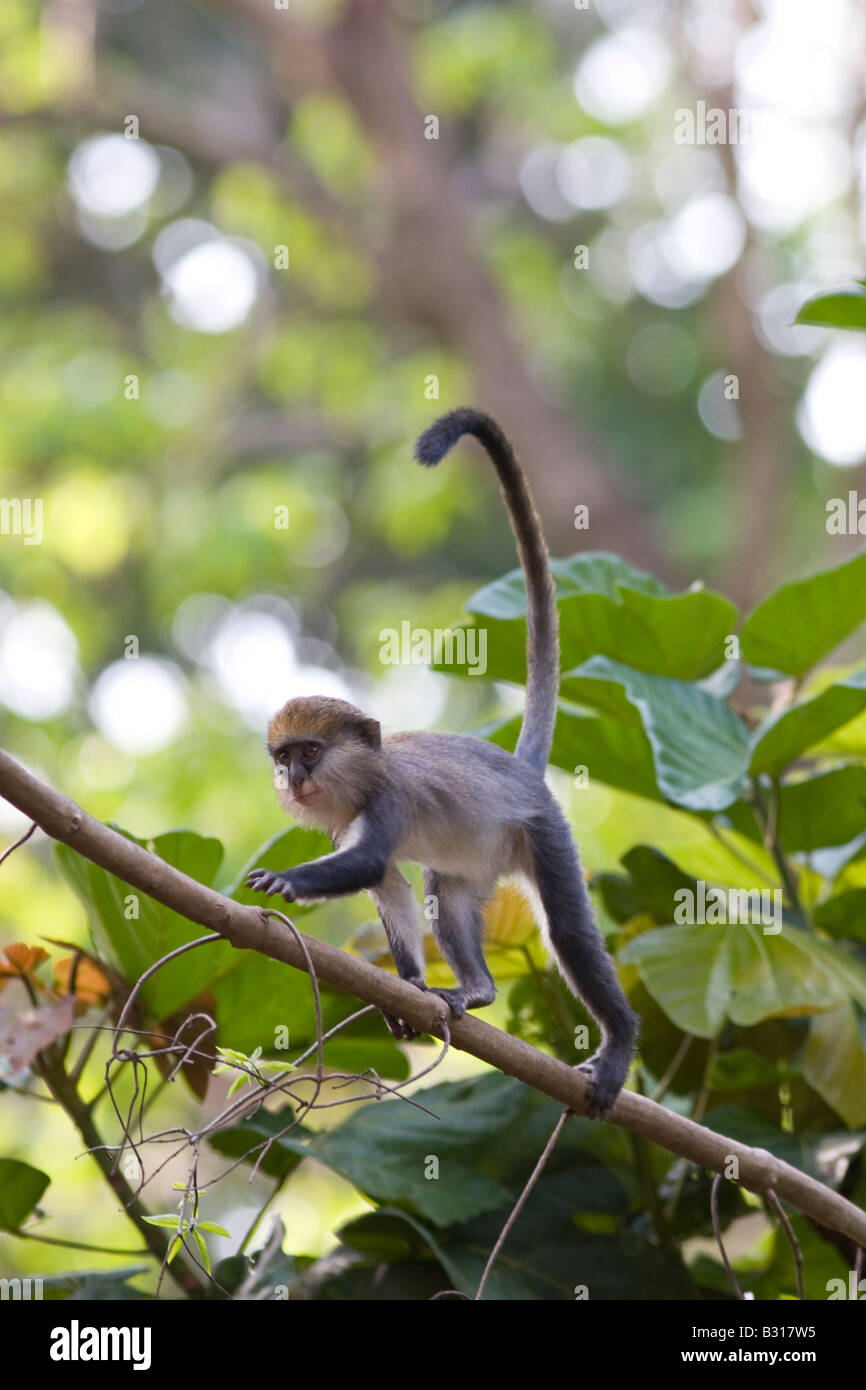 Juvenile Mona monkey in Boabeng Fiema Monkey Sanctuary Ghana Stock ...