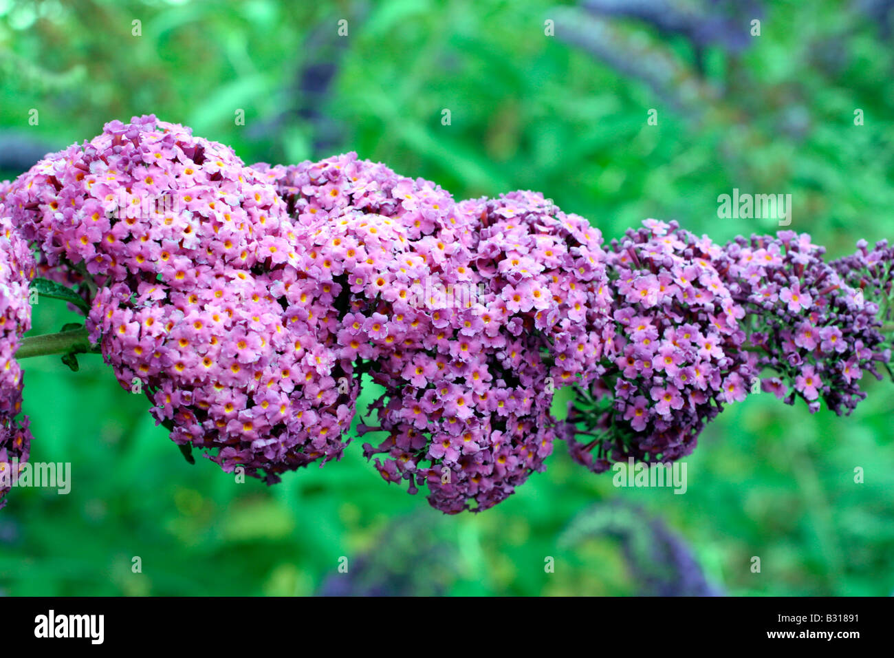 BUDDLEJA DAVIDII RASPBERRY WINE Stock Photo - Alamy