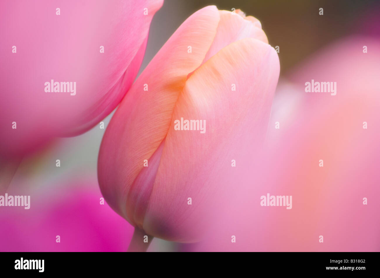 Two Pink Tulip Blossoms Touching Stock Photo - Alamy