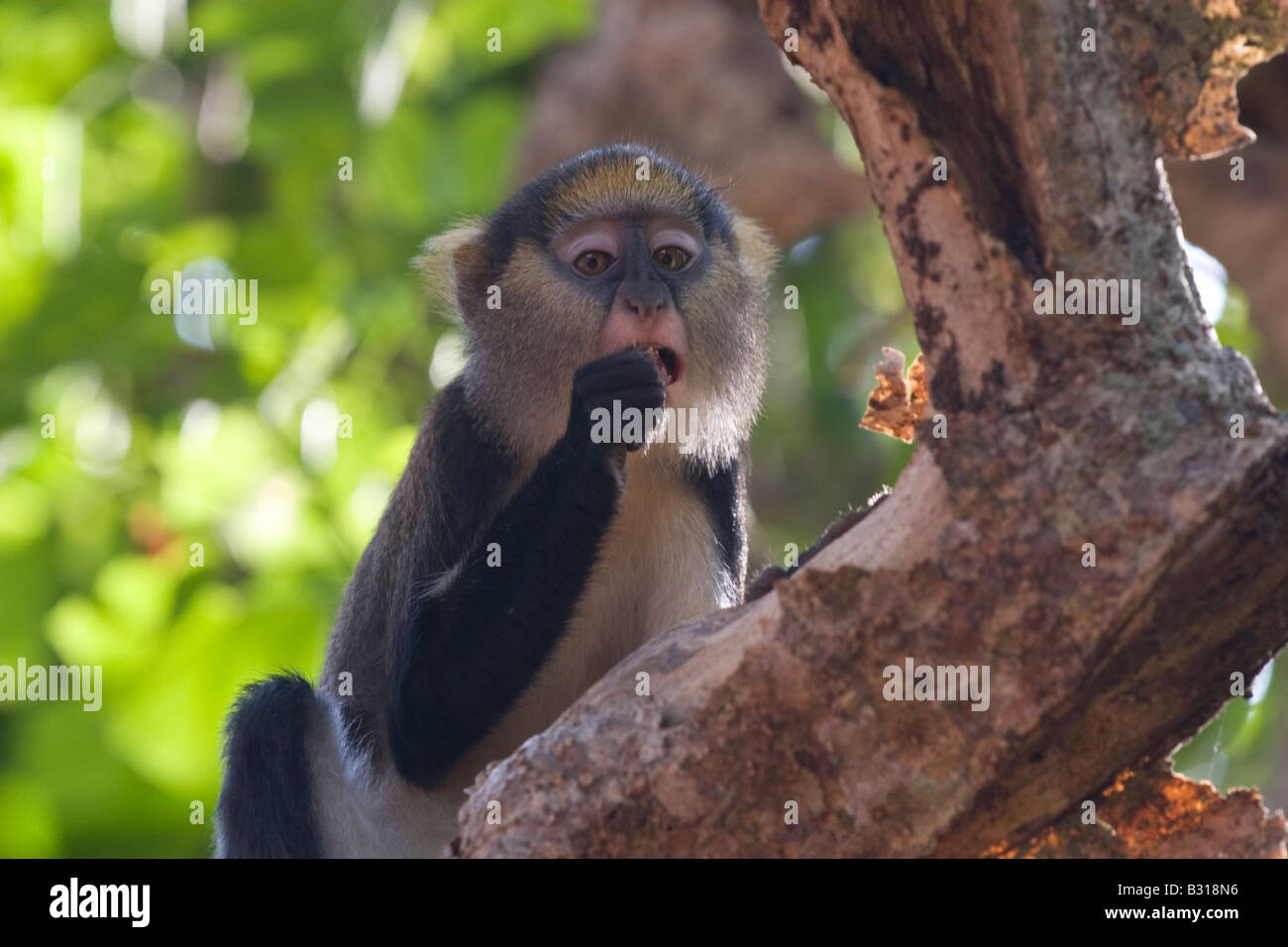 Mona monkey in Boabeng Fiema Monkey Sanctuary Ghana Stock Photo - Alamy
