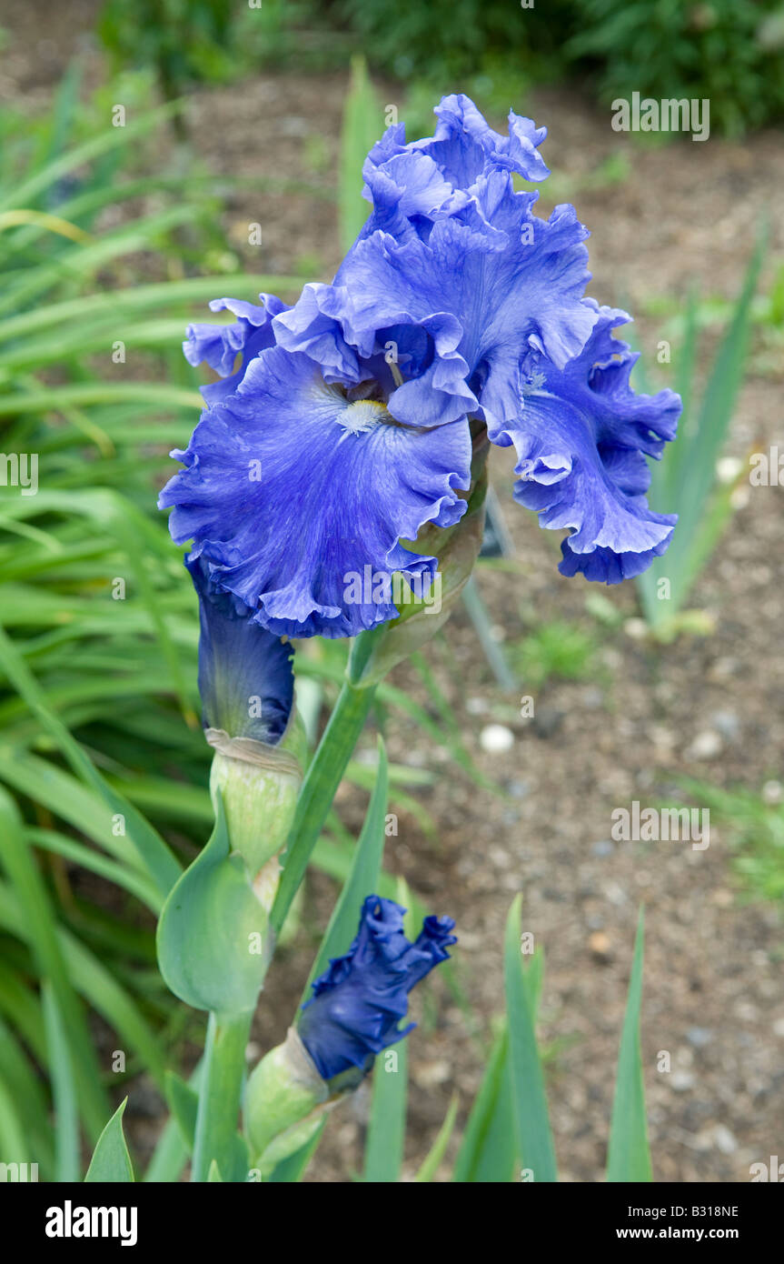 Iris `Sea Power` Stock Photo - Alamy