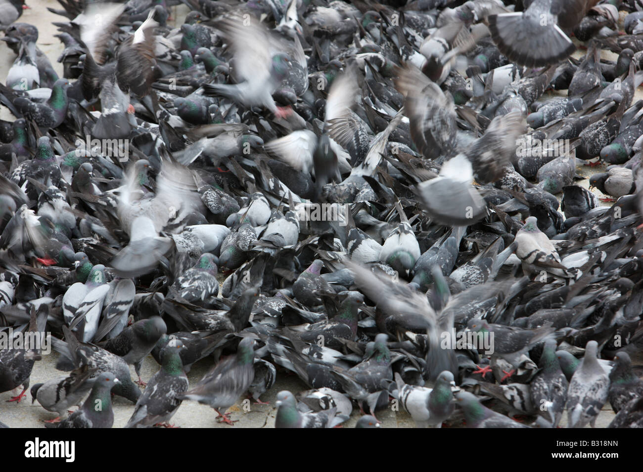 TUR Turkey Istanbul doves Stock Photo - Alamy