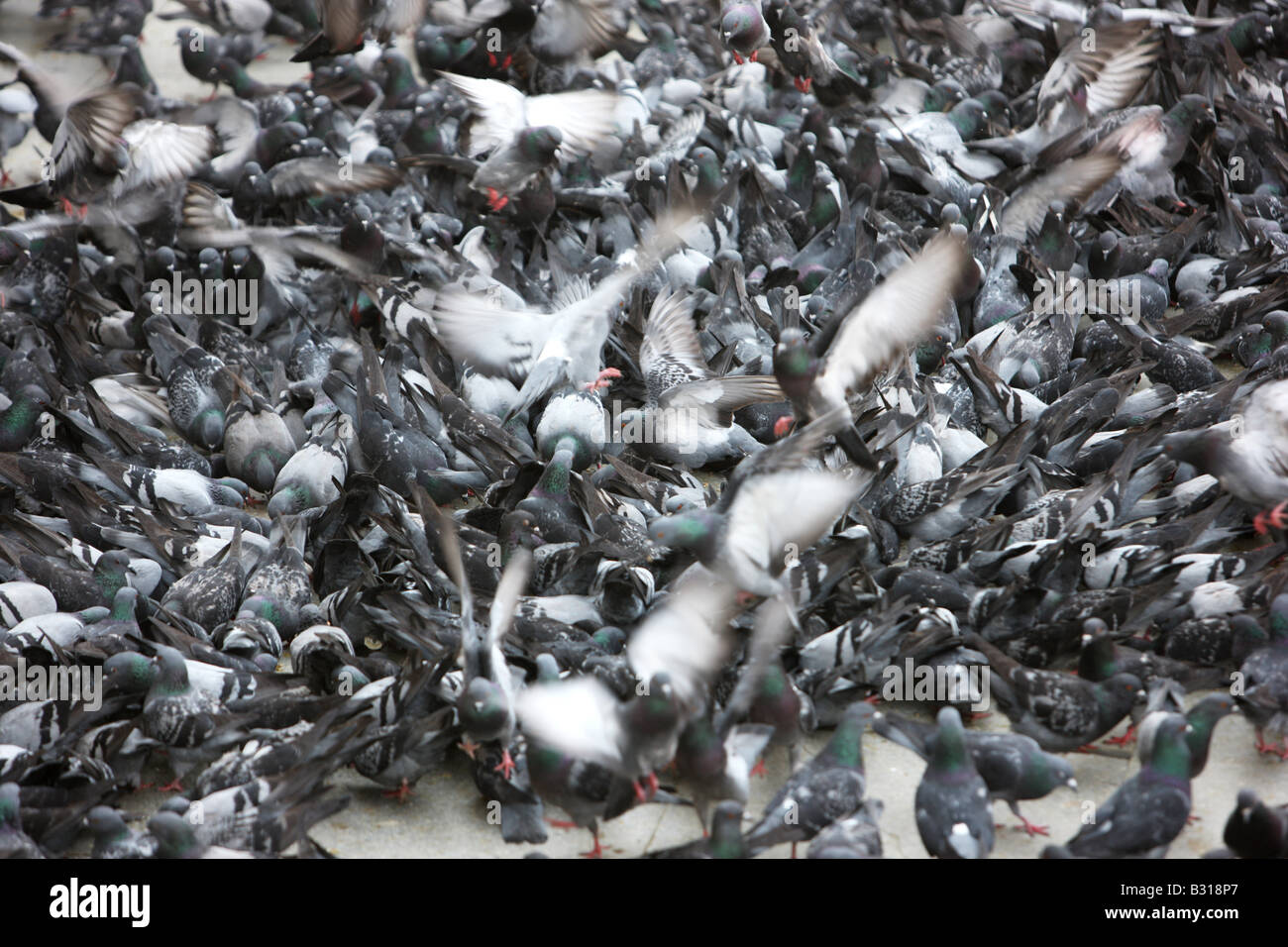 Turkish dove hi-res stock photography and images - Alamy