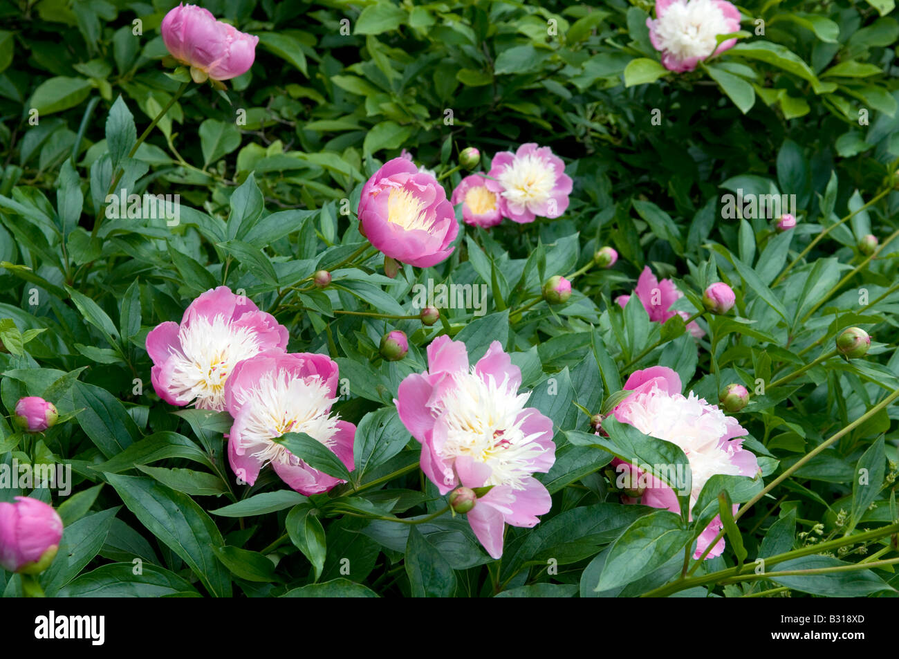 Paeonia lactiflora`Bowl of Beauty` Stock Photo - Alamy