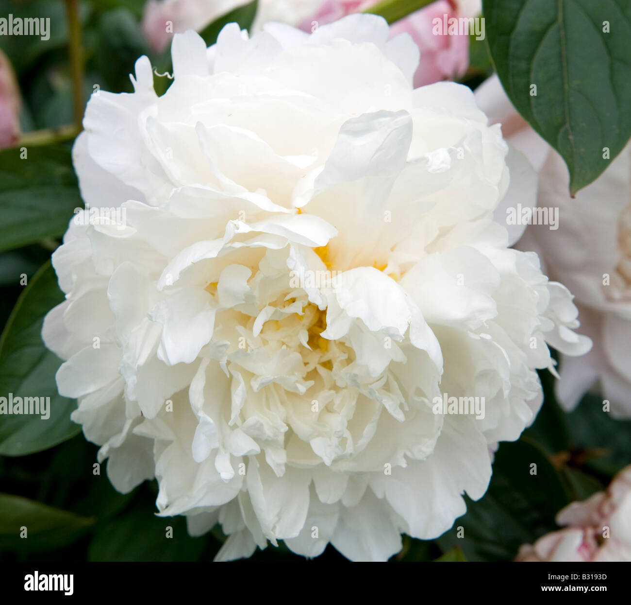 Paeonia alice harding peony hi-res stock photography and images - Alamy