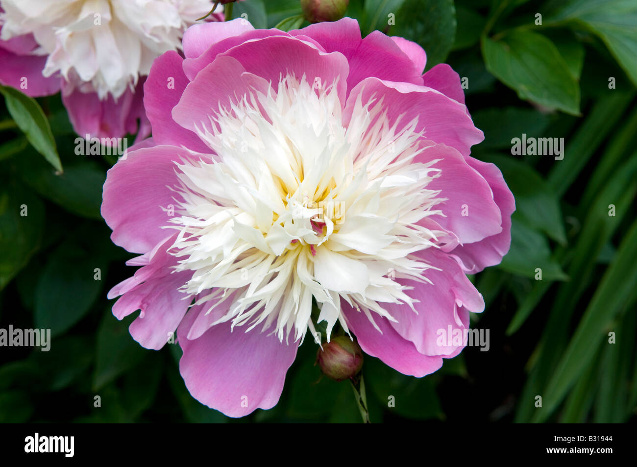 Paeonia lactiflora `Bowl of Beauty` Stock Photo - Alamy